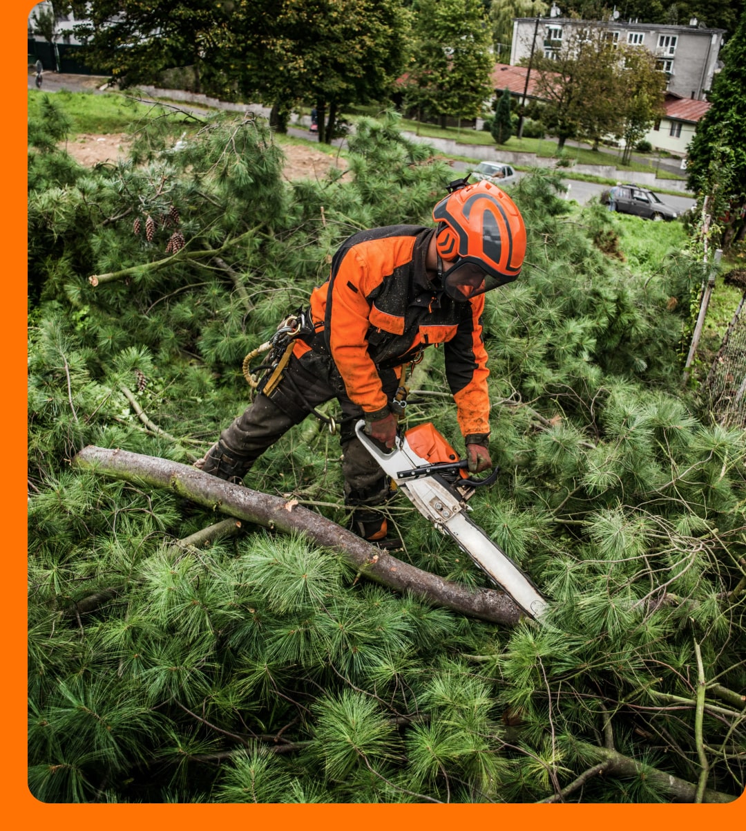 Tree Risk Assessment | Tree Inspection | Peachtree Arborists